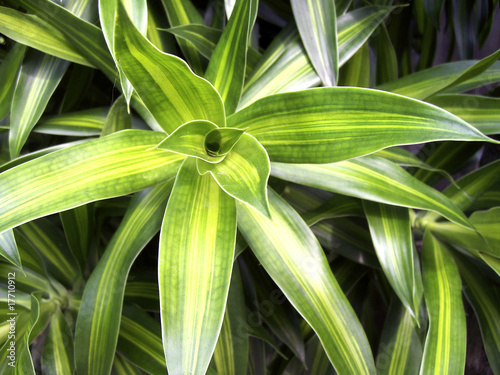 "Fortune Plant" Stock photo and royalty-free images on Fotolia.com ...