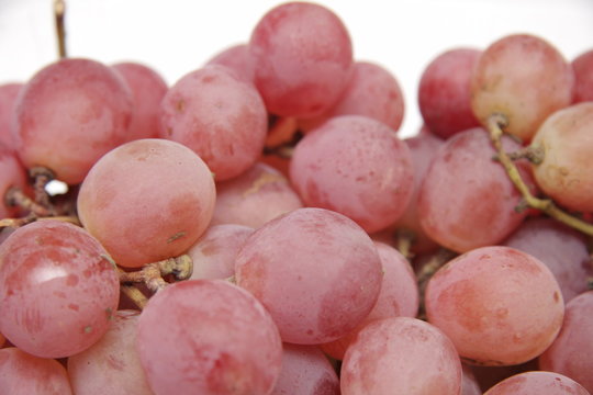 "Raisin Rose" Imagens – Procure 108 fotos, vetores e vídeos | Adobe Stock