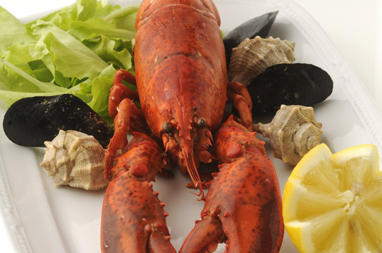 Pedoci Images – Browse 197 Stock Photos, Vectors, and Video | Adobe Stock