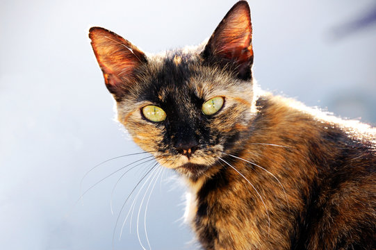 รูปภาพRagard – เลือกดูภาพถ่ายสต็อก เวกเตอร์ และวิดีโอ15 | Adobe Stock