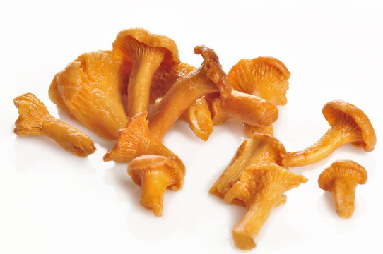 「Edelpilz」の写真素材 | 1,143件の無料イラスト画像 | Adobe Stock