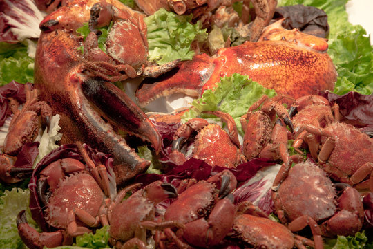 「Pedoci」の画像 - 197 件の Stock 写真、ベクターおよびビデオ | Adobe Stock