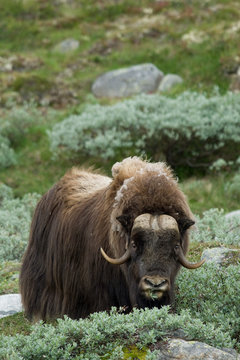 Moschusochse Images – Browse 162 Stock Photos, Vectors, and Video ...