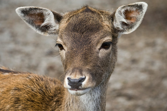 「Cerbiatto」の画像 - 914 件の Stock 写真、ベクターおよびビデオ | Adobe Stock