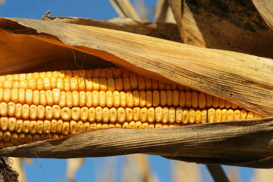 รูปภาพCornstalk – เลือกดูภาพถ่ายสต็อก เวกเตอร์ และวิดีโอ5,805 | Adobe Stock