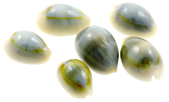 Cauris Images – Browse 39 Stock Photos, Vectors, and Video | Adobe Stock