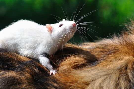 Ratte bilder – Bläddra bland 3,517 stockfoton, vektorer och videor ...