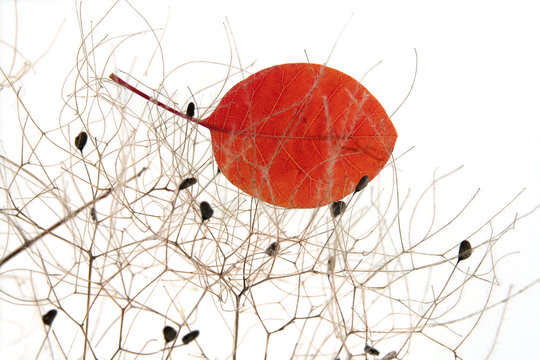 รูปภาพRameau – เลือกดูภาพถ่ายสต็อก เวกเตอร์ และวิดีโอ3,722 | Adobe Stock