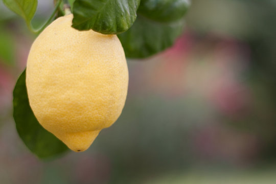 Zitron bilder – Bläddra bland 90 stockfoton, vektorer och videor ...