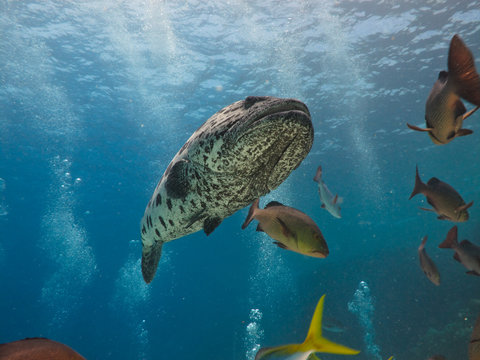 "Potato Cod" Images – Browse 526 Stock Photos, Vectors, and Video ...