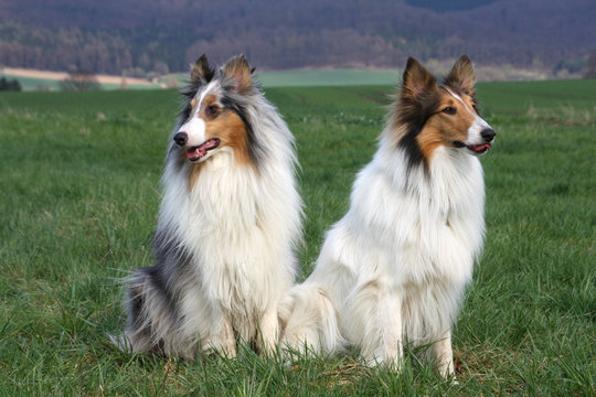 รูปภาพLanghaarcollie – เลือกดูภาพถ่ายสต็อก เวกเตอร์ และวิดีโอ336 ...