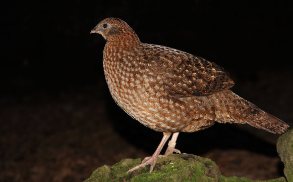 Lophophore Images – Browse 23 Stock Photos, Vectors, and Video | Adobe ...