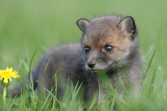 Fuchsbaby Images – Browse 27 Stock Photos, Vectors, and Video | Adobe Stock