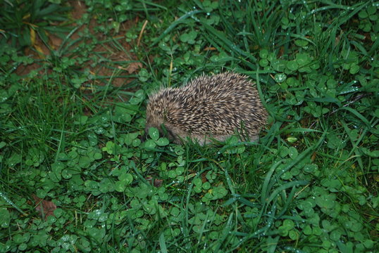 Herisson Bilder – Durchsuchen 547 Archivfotos, Vektorgrafiken und ...