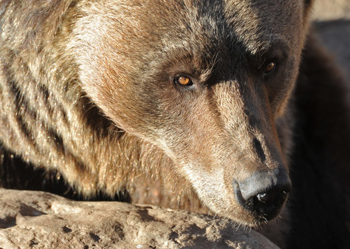 รูปภาพPredateur – เลือกดูภาพถ่ายสต็อก เวกเตอร์ และวิดีโอ714 | Adobe Stock