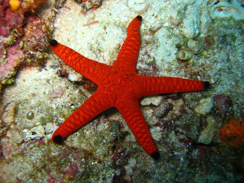 รูปภาพ"Seestern – เลือกดูภาพถ่ายสต็อก เวกเตอร์ และวิดีโอ8,676 | Adobe Stock