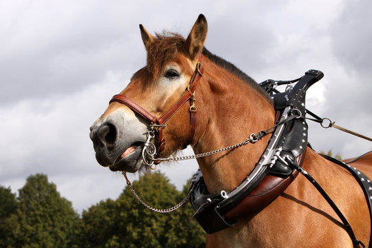 Ardenner Images – Browse 83 Stock Photos, Vectors, and Video | Adobe Stock