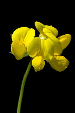 「Hornklee」の画像 - 195 件の Stock 写真、ベクターおよびビデオ | Adobe Stock