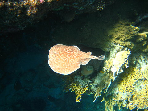 Torpedorochen Images – Browse 4 Stock Photos, Vectors, and Video ...