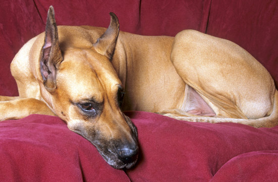 Boarhound-Bilder: Stock-Fotos & -Videos. | Adobe Stock