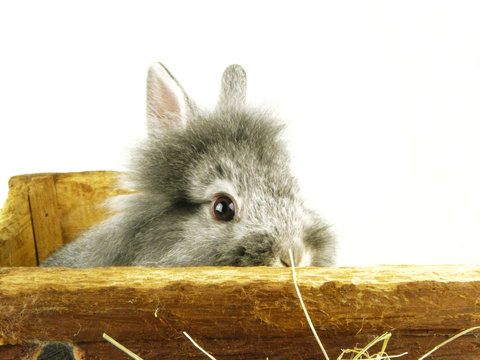 Stallhasen Bilder – Durchsuchen 493 Archivfotos, Vektorgrafiken und ...
