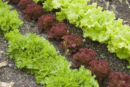 "Cabbage Patch" Images – Browse 326 Stock Photos, Vectors, and Video ...