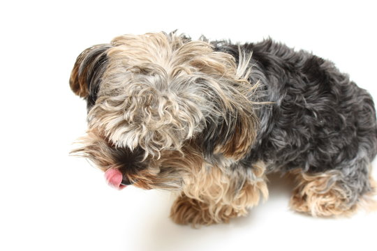 Obsequious Bilder – Durchsuchen 316 Archivfotos, Vektorgrafiken und ...