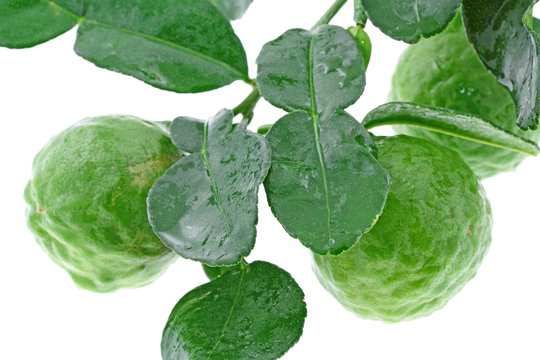 รูปภาพCombawa – เลือกดูภาพถ่ายสต็อก เวกเตอร์ และวิดีโอ81 | Adobe Stock