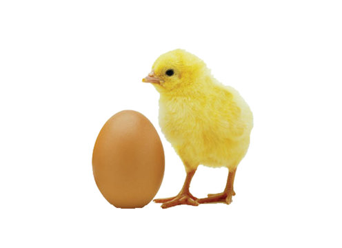 Pollito bilder – Bläddra bland 523 stockfoton, vektorer och videor ...