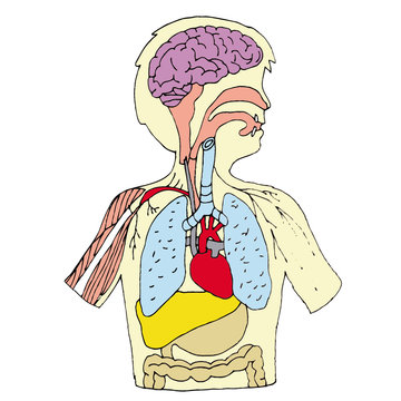 "Corps Humain"-Bilder: Stock-Fotos & -Videos. | Adobe Stock