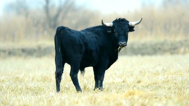 Toro Images – Browse 103,885 Stock Photos, Vectors, and Video | Adobe Stock