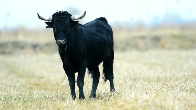 Toro Images – Browse 99,197 Stock Photos, Vectors, and Video | Adobe Stock