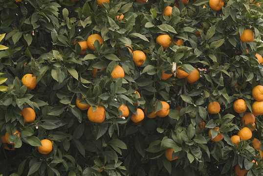 รูปภาพNaranjo – เลือกดูภาพถ่ายสต็อก เวกเตอร์ และวิดีโอ3,326 | Adobe Stock