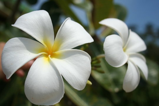 Araliya Images – Browse 111 Stock Photos, Vectors, and Video | Adobe Stock