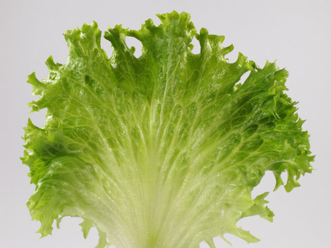 「Salatblatt」の画像 - 3,755 件の Stock 写真、ベクターおよびビデオ | Adobe Stock