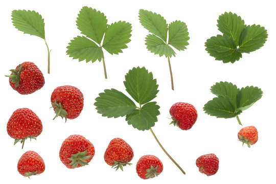 Fragoline Imagens – Procure 301 fotos, vetores e vídeos | Adobe Stock