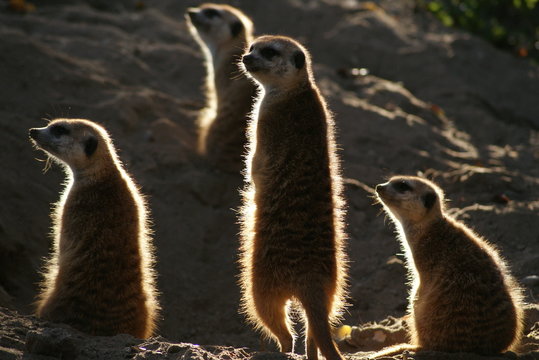 Imagens de Suricates – Explore Fotografias do Stock, Vetores e Vídeos ...