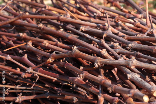 "Sarments de vigne" photo libre de droits sur la banque d'images ...