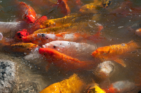 "Coi Fish" Images – Browse 41 Stock Photos, Vectors, and Video | Adobe ...