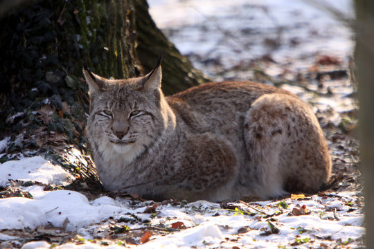 รูปภาพSchleichkatze – เลือกดูภาพถ่ายสต็อก เวกเตอร์ และวิดีโอ615 | Adobe ...