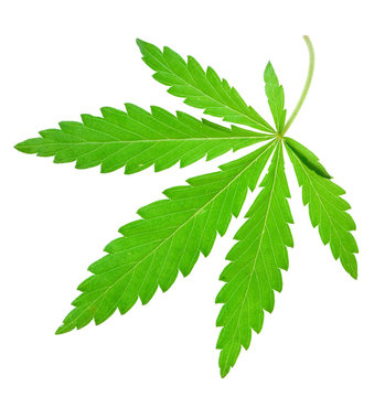 Marijuana Images – Browse 3,980,552 Stock Photos, Vectors, and Video ...