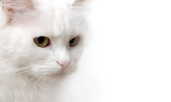 "White Cat" Images – Browse 8,951 Stock Photos, Vectors, and Video ...