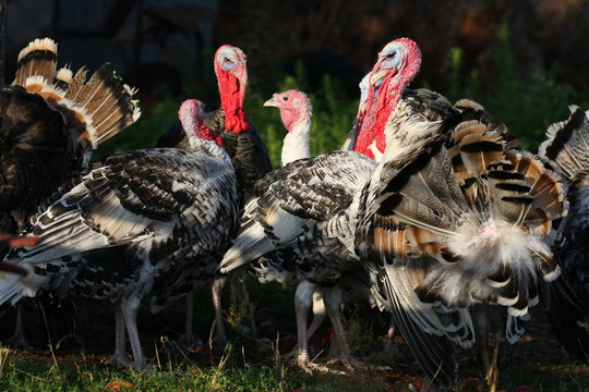 Gumno Images – Browse 1 Stock Photos, Vectors, and Video | Adobe Stock