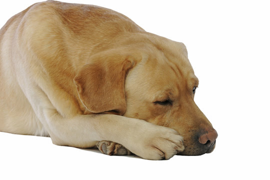 รูปภาพSomnoler – เลือกดูภาพถ่ายสต็อก เวกเตอร์ และวิดีโอ127 | Adobe Stock