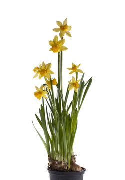 Zimmerblumen Images – Browse 54 Stock Photos, Vectors, and Video ...