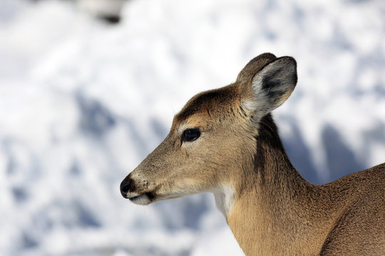 「Rehaugen」の写真素材 | 250件の無料イラスト画像 | Adobe Stock