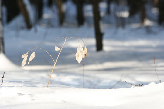 รูปภาพSnow-Drift – เลือกดูภาพถ่ายสต็อก เวกเตอร์ และวิดีโอ421 | Adobe Stock