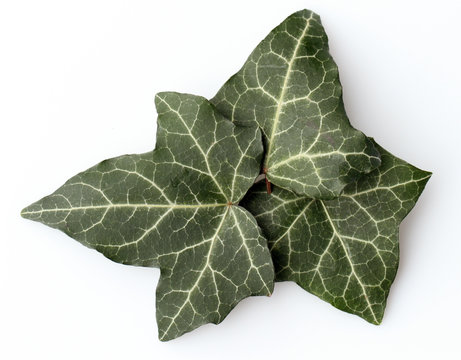 Efeuranken Bilder – Durchsuchen 3,980 Archivfotos, Vektorgrafiken und ...