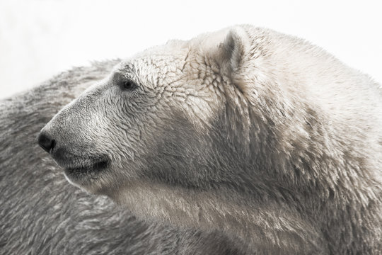 รูปภาพPolarbear – เลือกดูภาพถ่ายสต็อก เวกเตอร์ และวิดีโอ3,580 | Adobe Stock