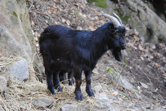 Caprone Bilder – Durchsuchen 442 Archivfotos, Vektorgrafiken und Videos ...
